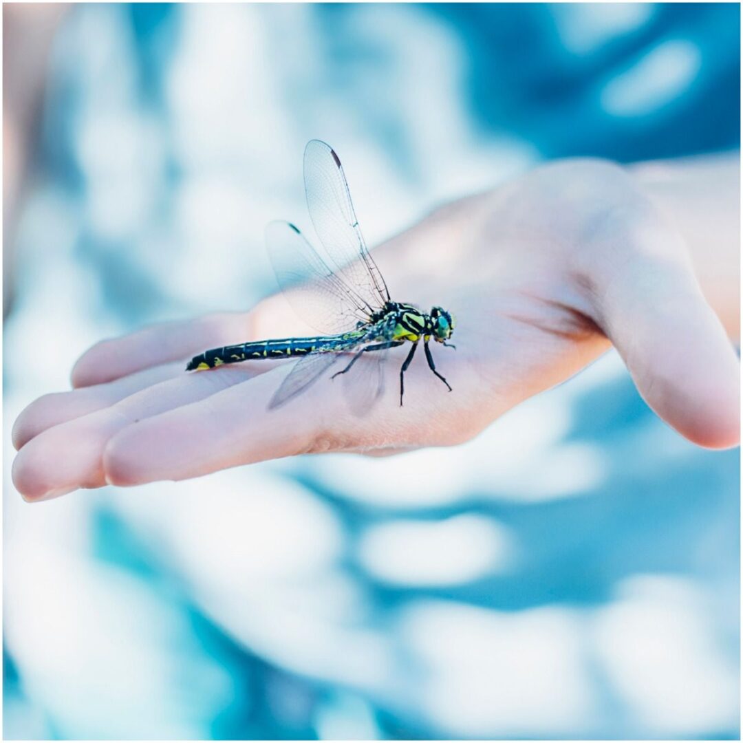 Dragonfly Spiritual Meaning + Tattoo Ideas - Insight state