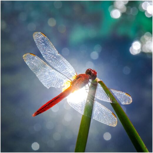 Dragonfly Spiritual Meaning + Tattoo Ideas - Insight state
