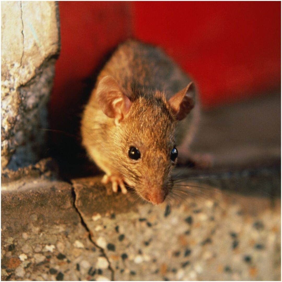 Spiritual Meaning Of Rats In Dreams - Insight state