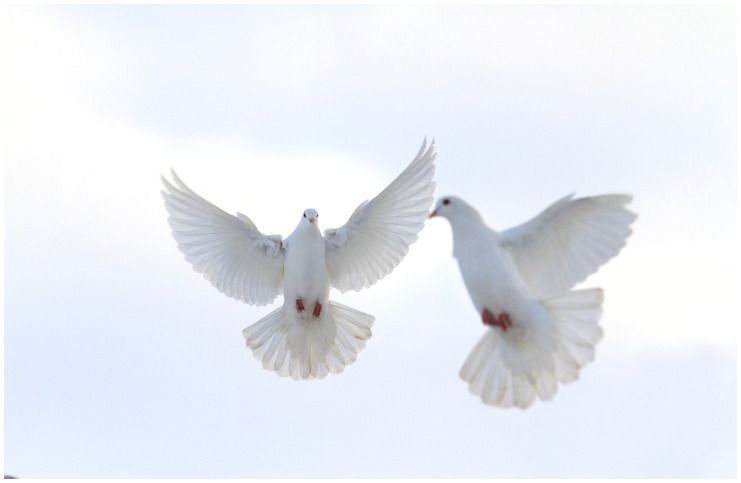 Spiritual Meaning Of A Pair Of Doves 10 Interesting Facts Insight State spiritual-meaning-of-a-pair-of-doves-10-interesting-facts-insight-state