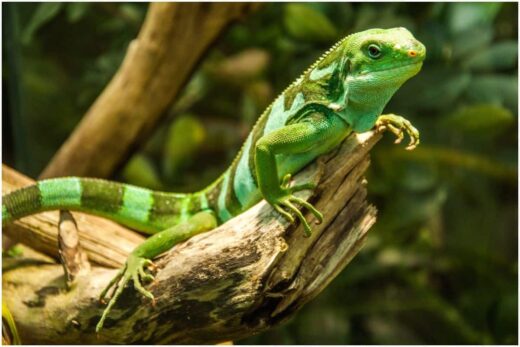 Lizard – Spiritual Meaning | Myths | Legends + Dream Interpretation ...