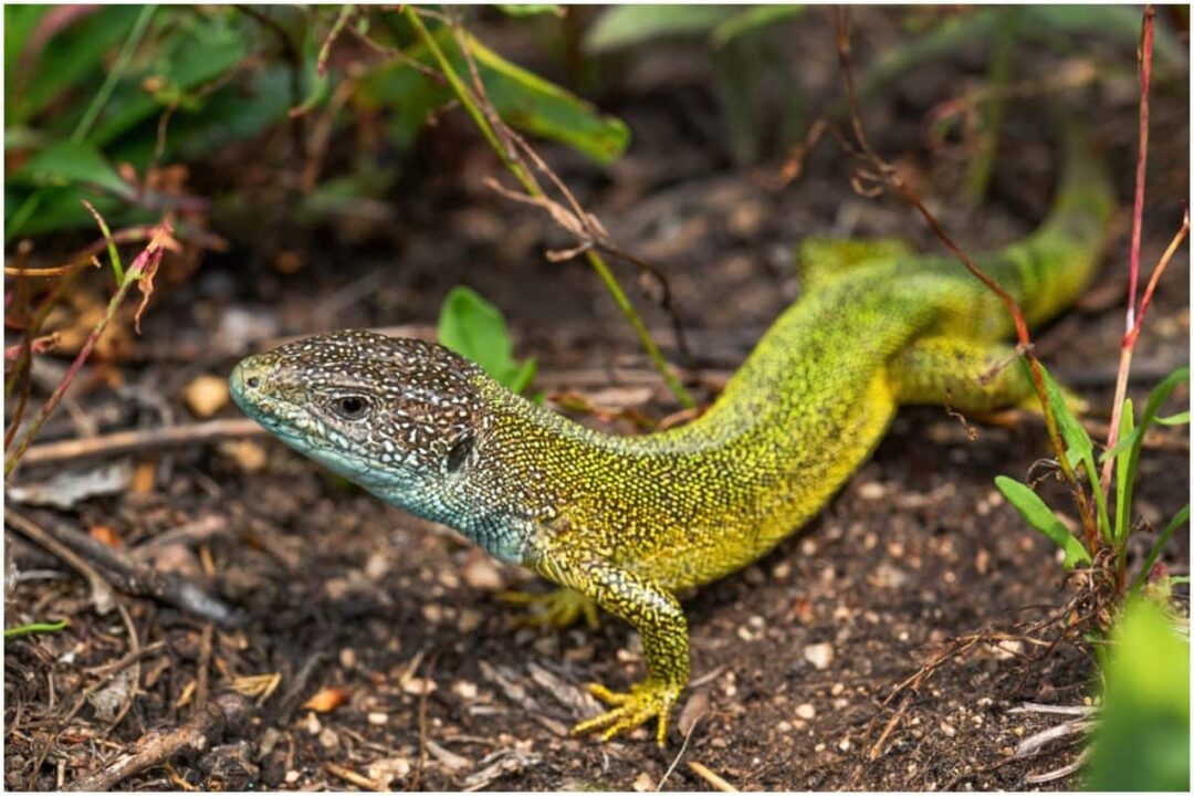 Lizard – Spiritual Meaning | Myths | Legends + Dream Interpretation ...