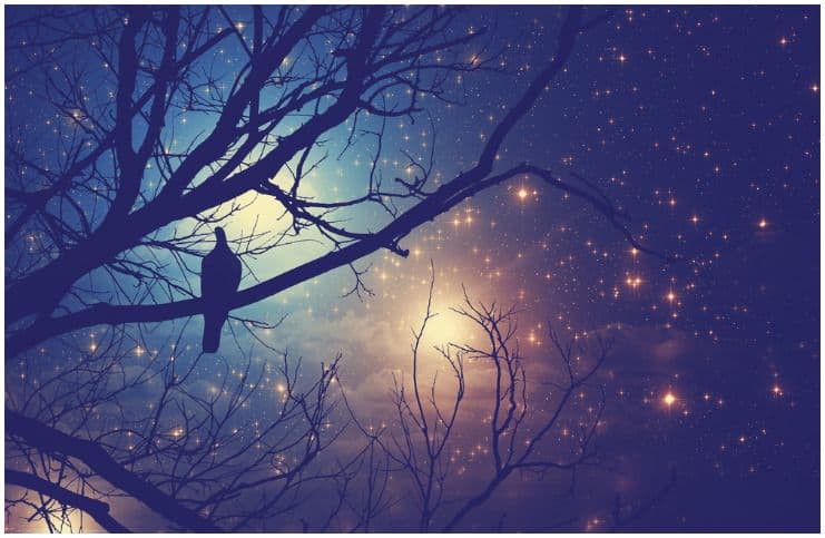 Spiritual Meaning Of Birds Singing At Night - Owl, Raven, Cuckoo, Crow ...