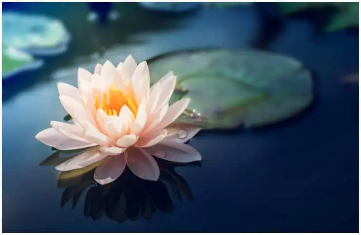 Lotus Flower in Buddhism - Symbol of Enlightenment - Insight state