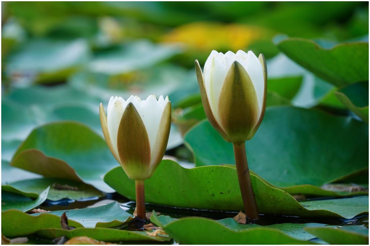 The Ashtamangala - The Eight Auspicious Symbols of Tibetan Buddhism ...