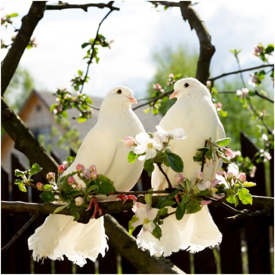 Spiritual Meaning of a Pair of Doves + 10 Interesting Facts - Insight state