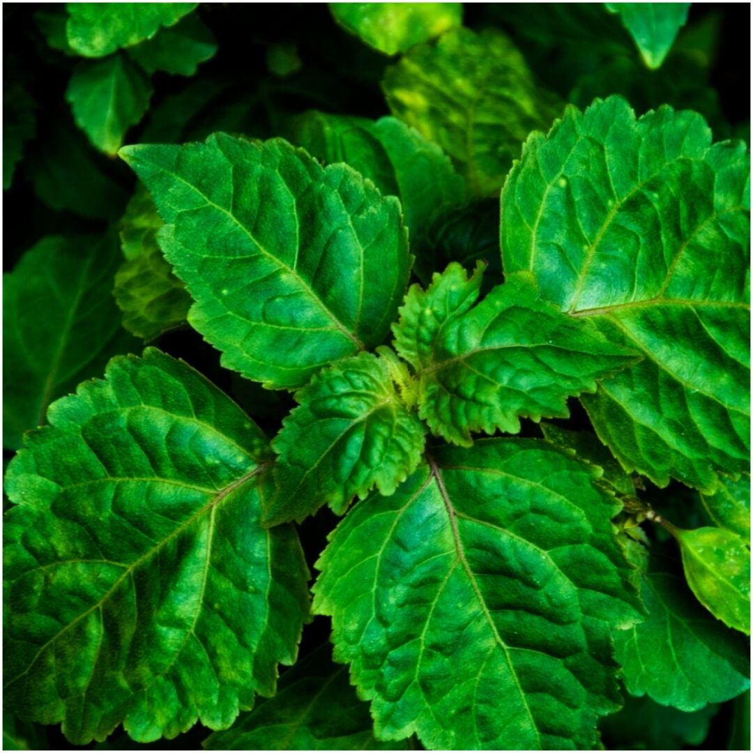 10 Herbs For Good Luck, Prosperity, And Money - Insight state