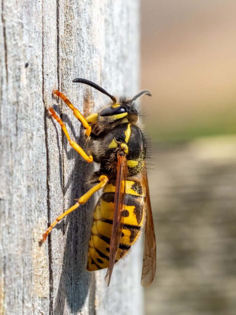 Wasp Spiritual Meaning - Spirit Animal - Insight state