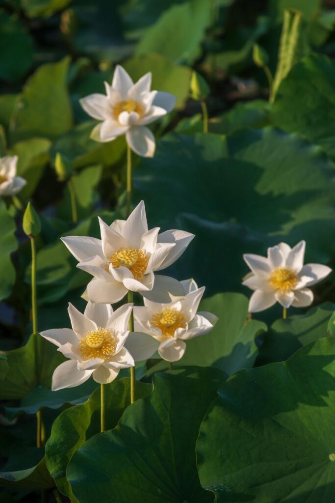 Lotus Flower in Buddhism - Spiritual Meaning - Insight state