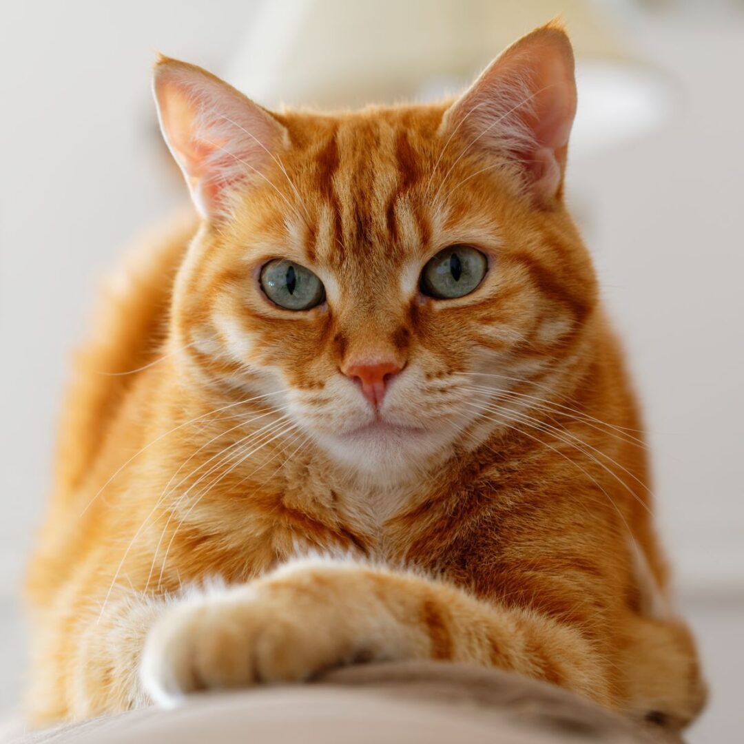 Orange Cats And Their Spiritual Meaning - Insight state