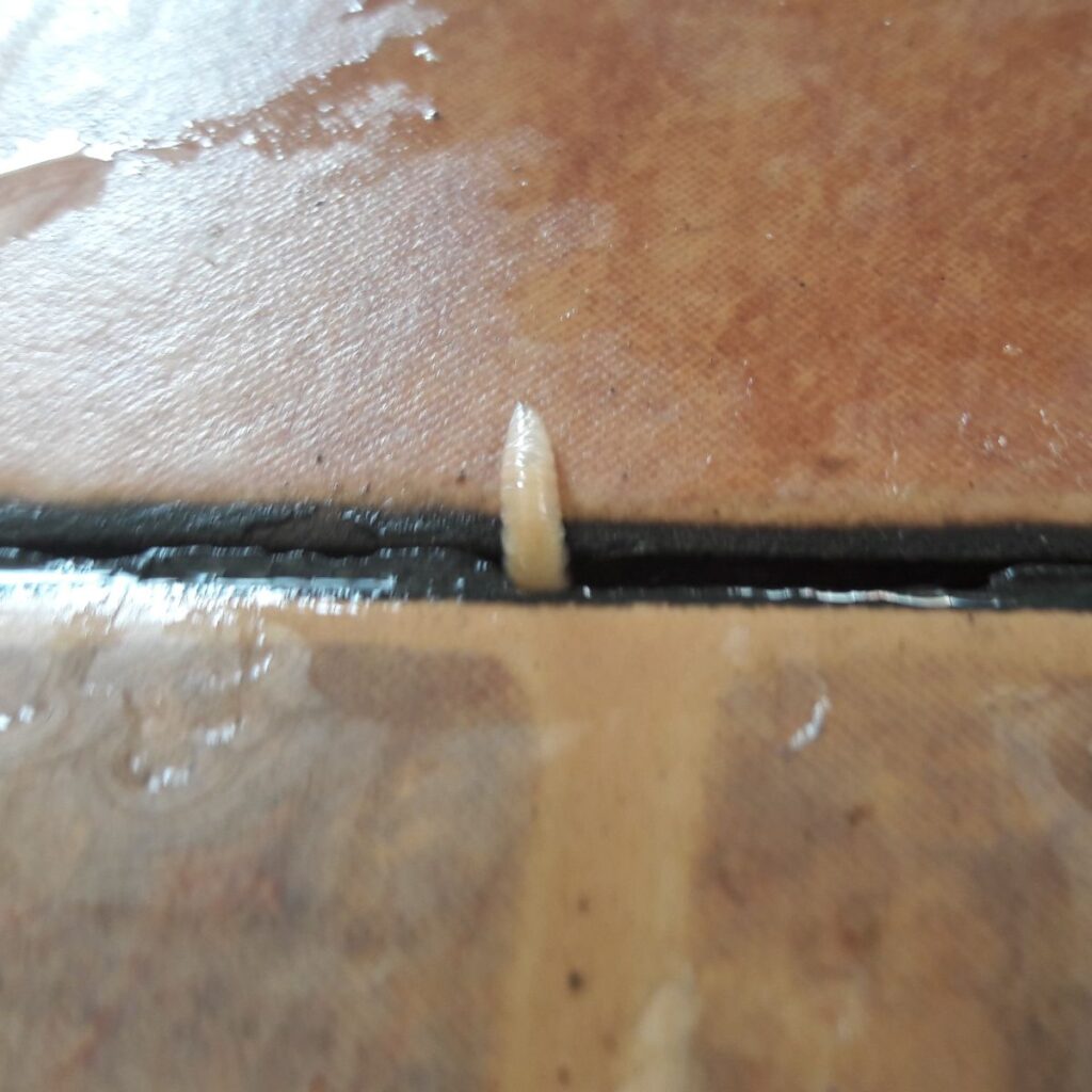 The Spiritual Meaning Of Maggots In House - Insight state