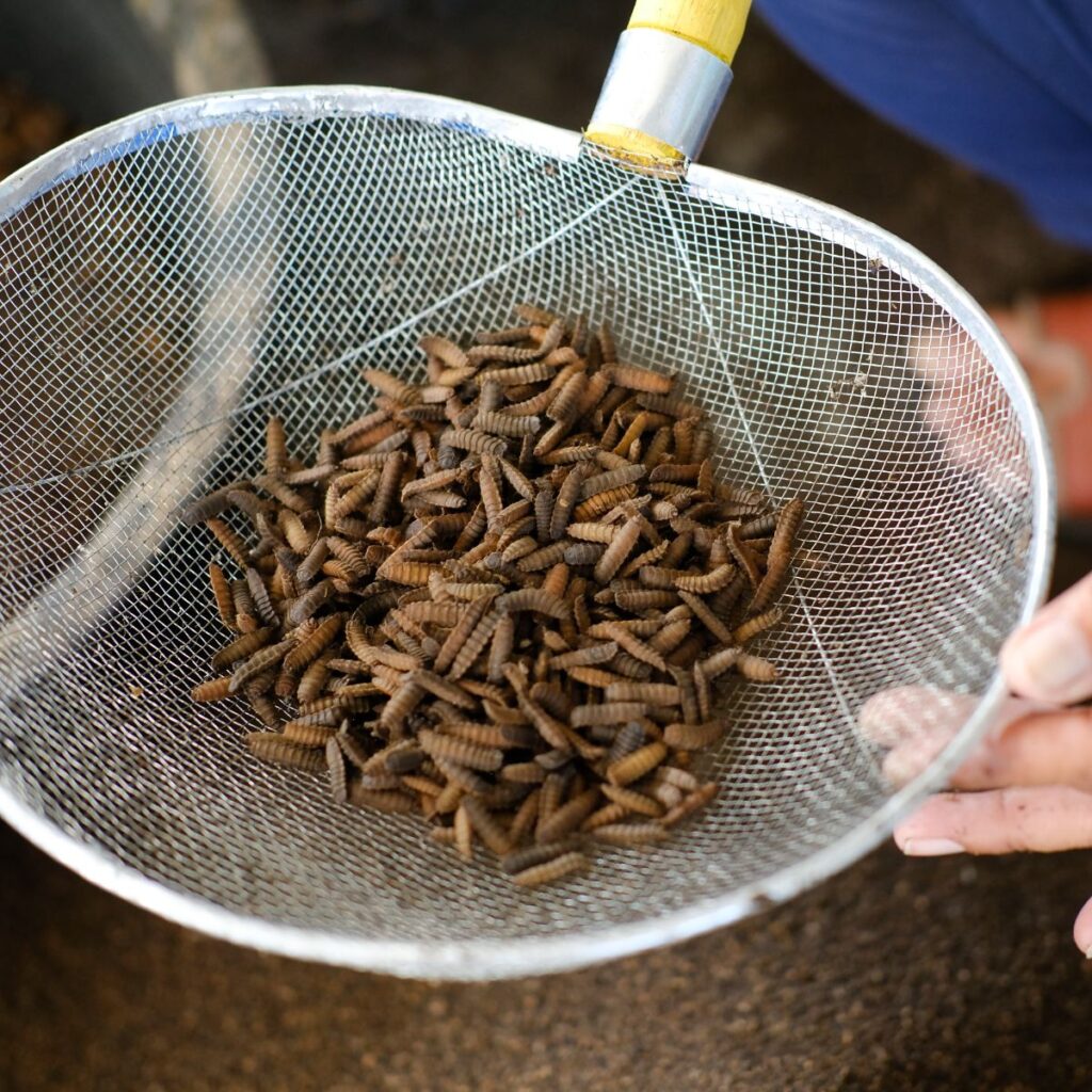The Spiritual Meaning Of Maggots In House - Insight state