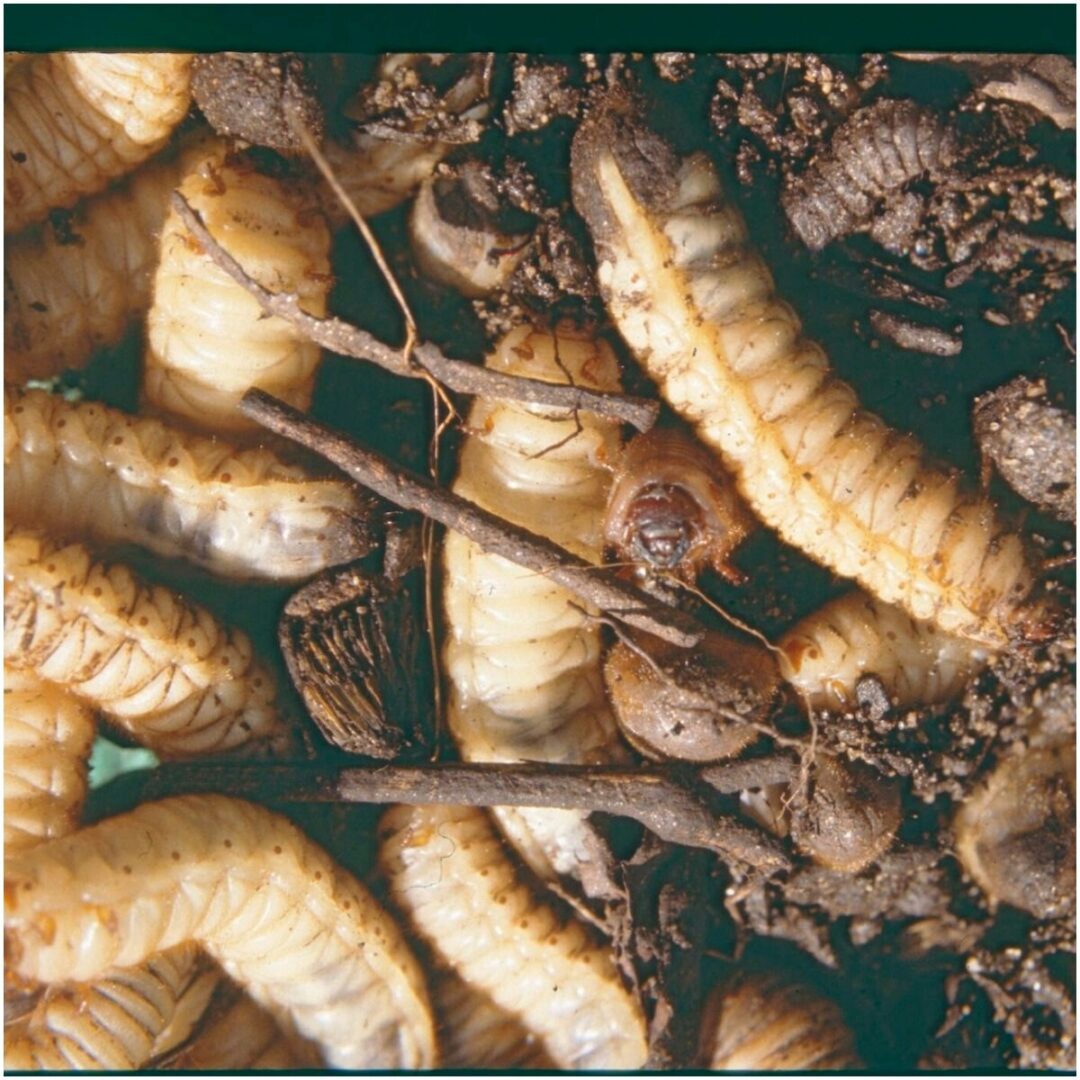The Spiritual Meaning Of Maggots In House - Insight state