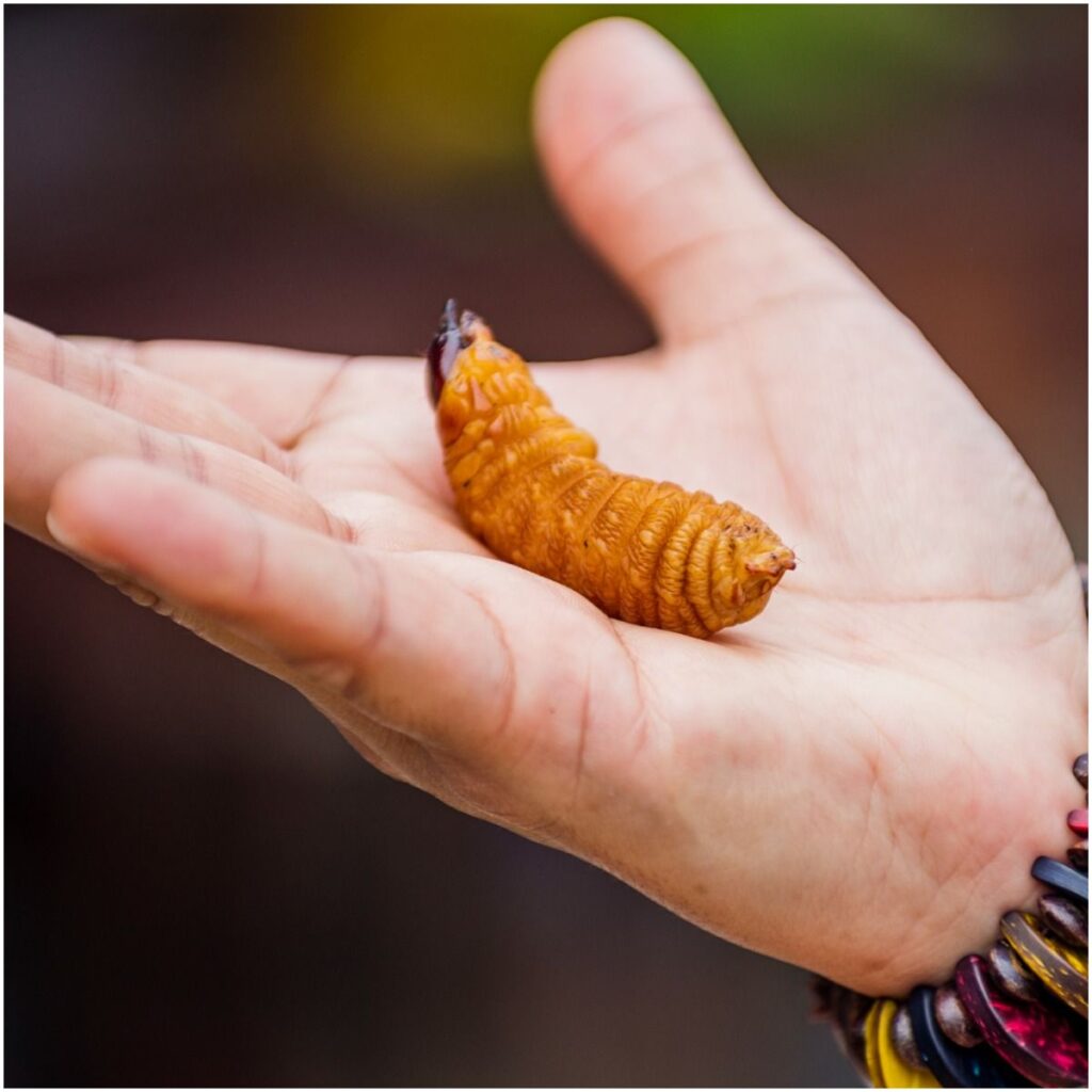 The Spiritual Meaning Of Maggots In House - Insight state