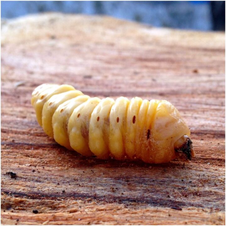 The Spiritual Meaning Of Maggots In House - Insight state