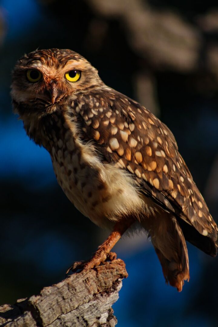 Owl Hooting At Night Spiritual Meaning - Insight state