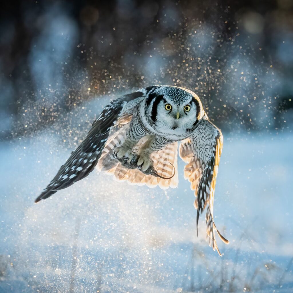 Owl Hooting At Night Spiritual Meaning - Insight state