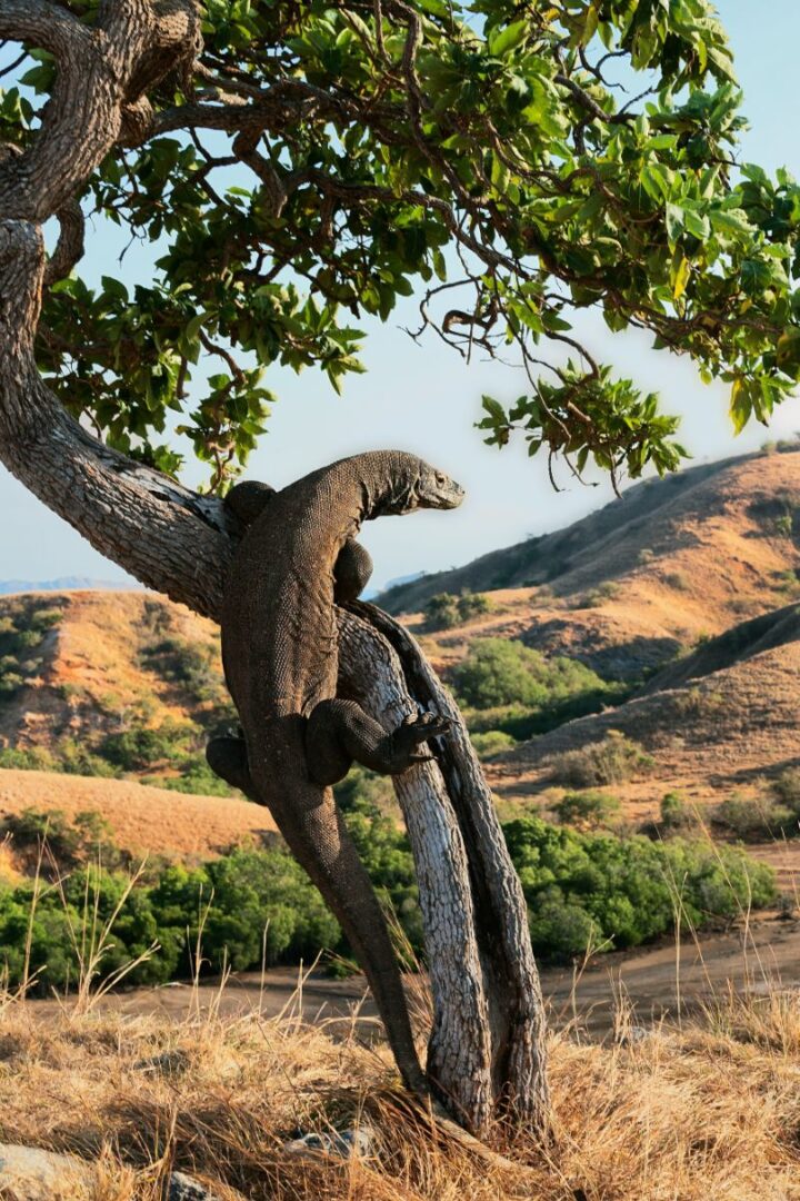 Lizard – Spiritual Meaning | Myths | Legends + Dream Interpretation ...