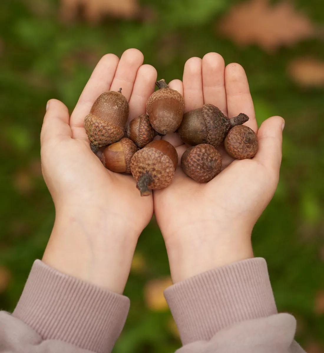 10 Herbs For Good Luck, Prosperity, And Money - Insight state