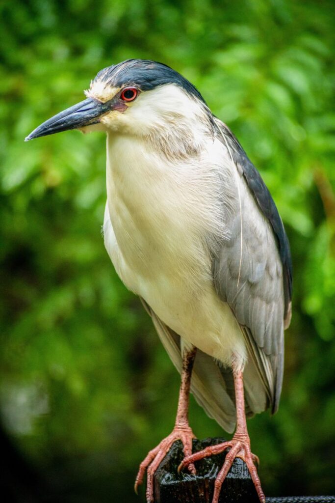 Spiritual Meaning Of Birds Singing At Night - Owl, Raven, Cuckoo, Crow ...