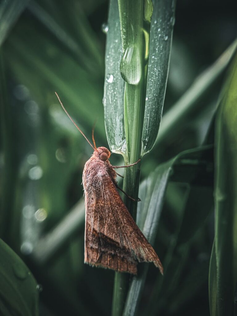 Brown Moth Spiritual Meaning - Insight state