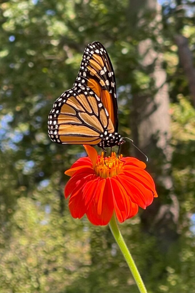 Monarch Butterfly Spiritual Meaning - Insight state