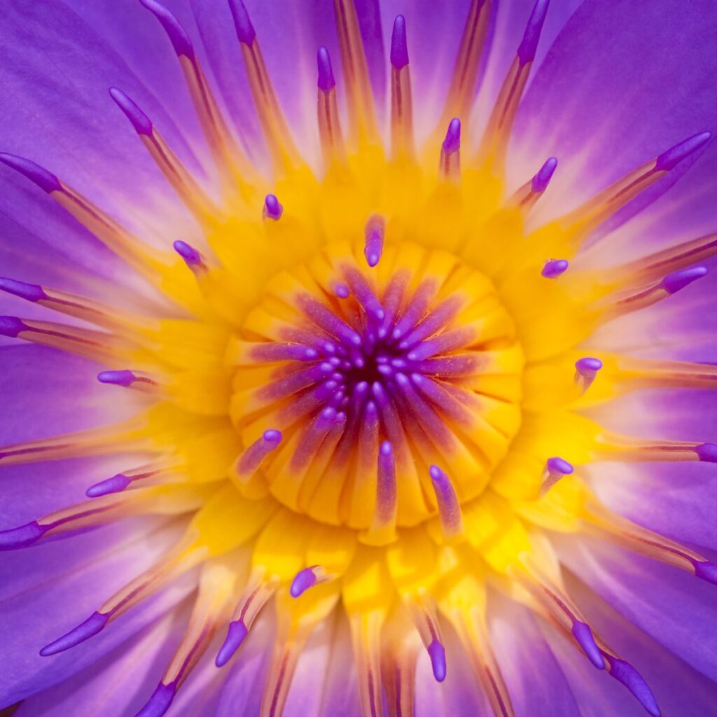 Purple Color Spiritual Meaning - Insight state