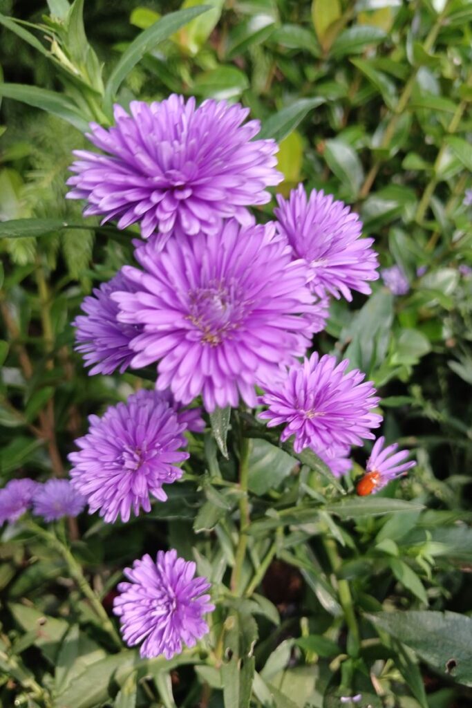 Purple Color Spiritual Meaning - Insight state