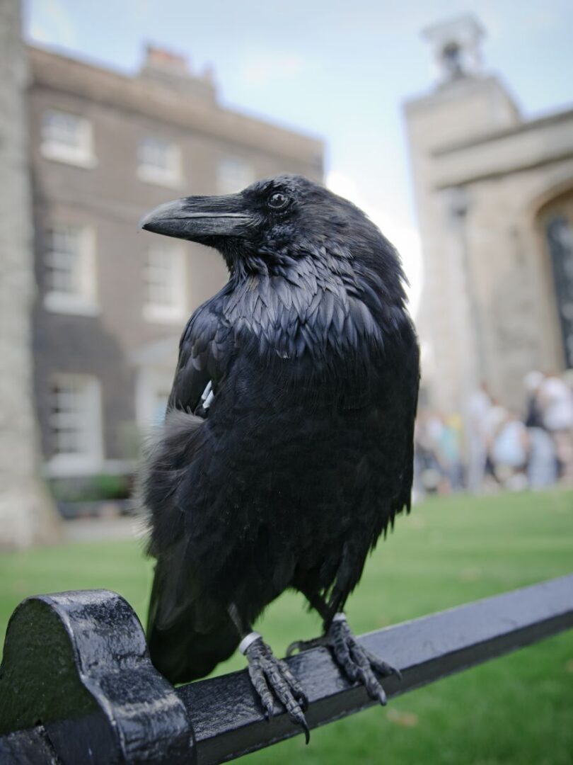 Raven Spiritual Meaning - Insight state
