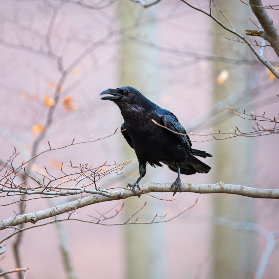 Raven Spiritual Meaning - Insight state