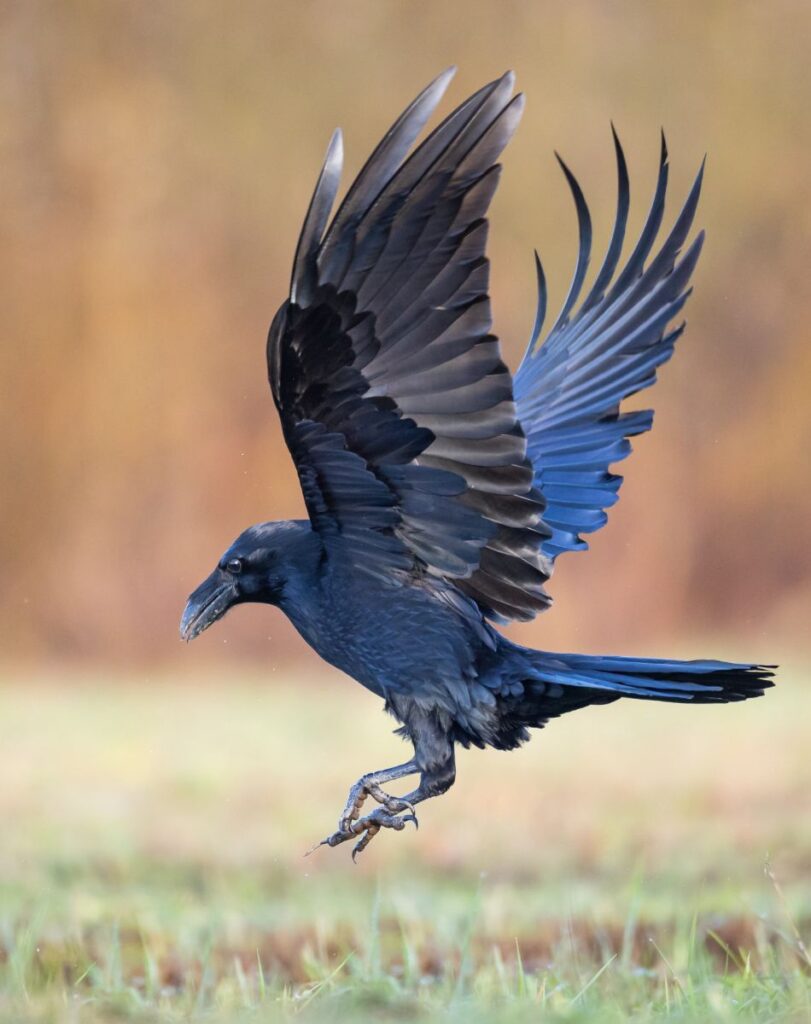 Raven Spiritual Meaning - Insight state