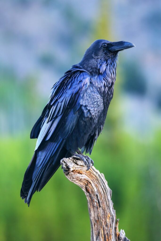 Raven Spiritual Meaning - Insight state