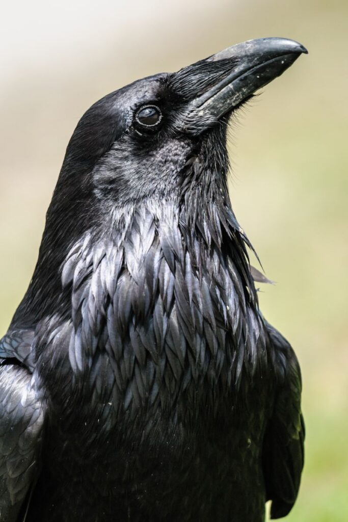 Raven Spiritual Meaning - Insight state