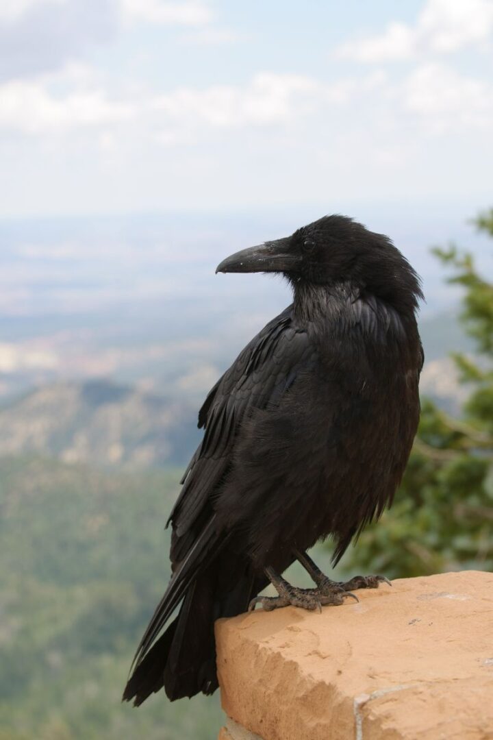 Raven Spiritual Meaning - Insight state