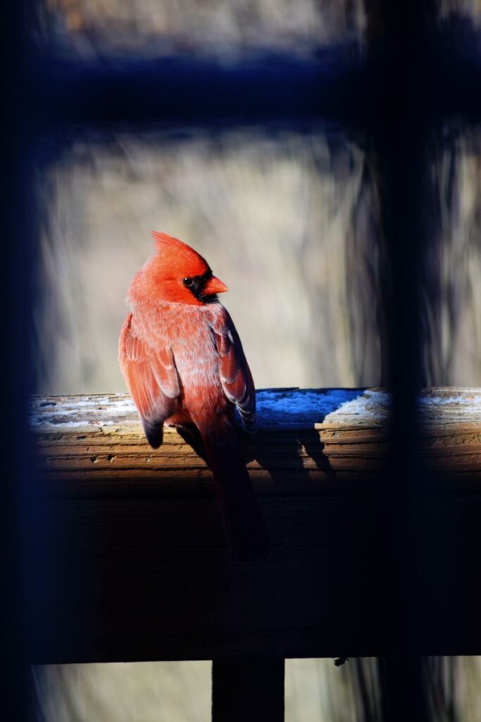 Seeing A Red Cardinal Spiritual Meanings - Insight state