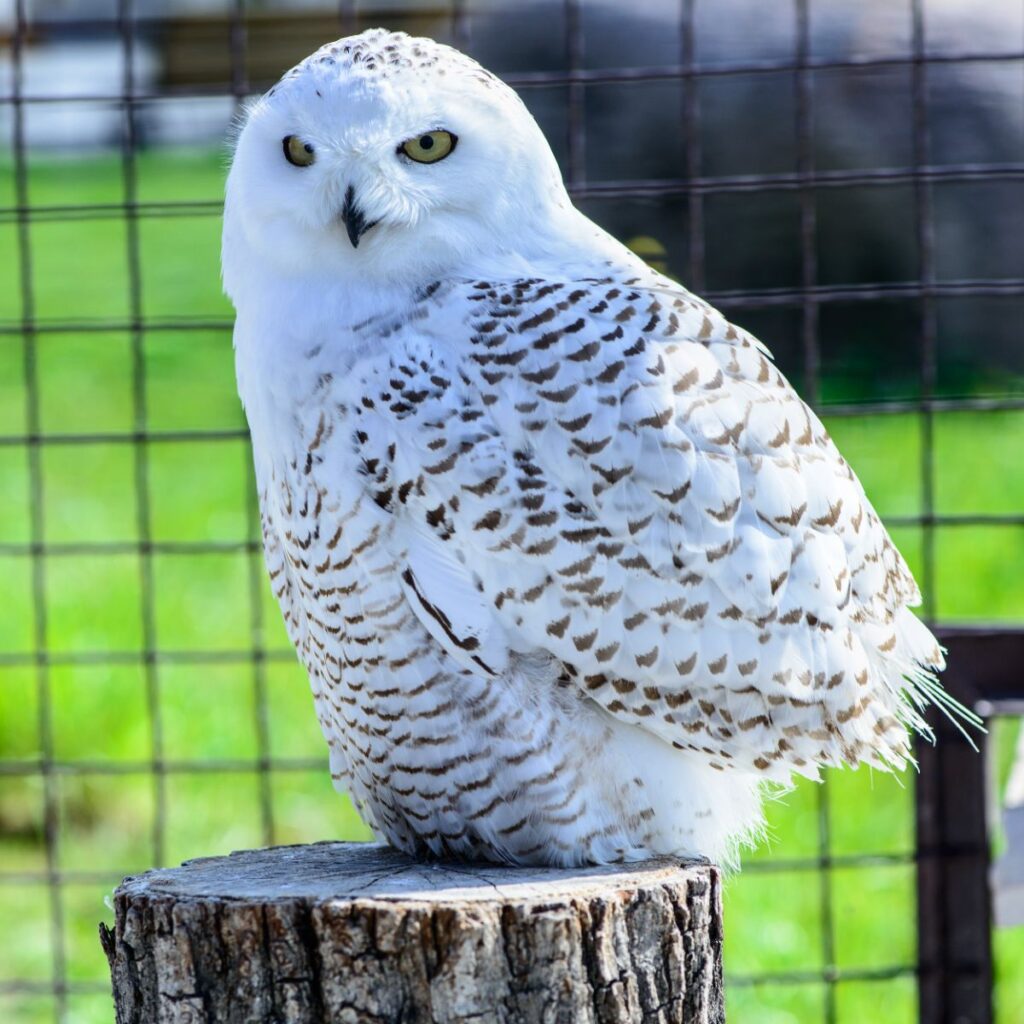 Seeing An Owl At Night Spiritual Meaning - Insight state