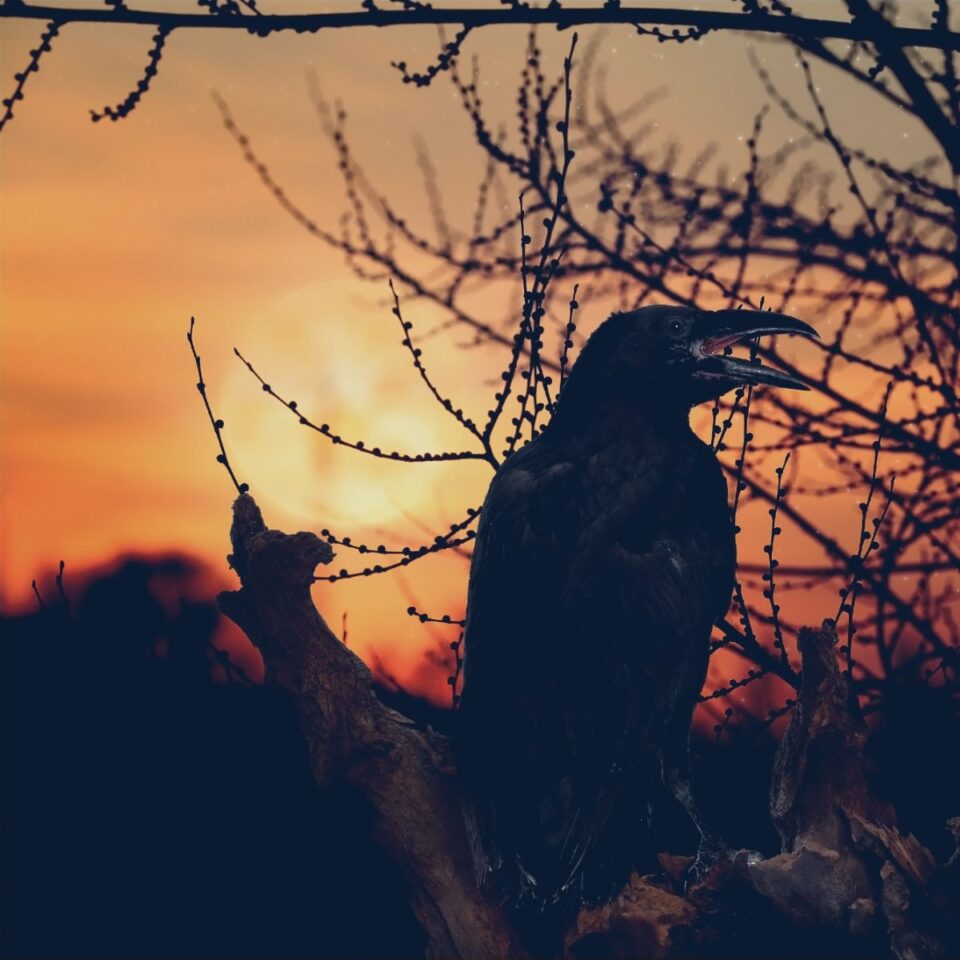 Single Black Crow - Meaning And Symbolism - Insight state