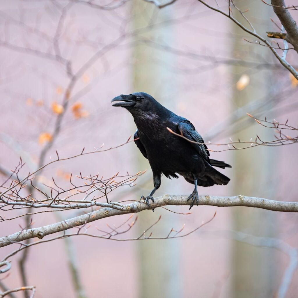 Single Black Crow - Meaning And Symbolism - Insight state