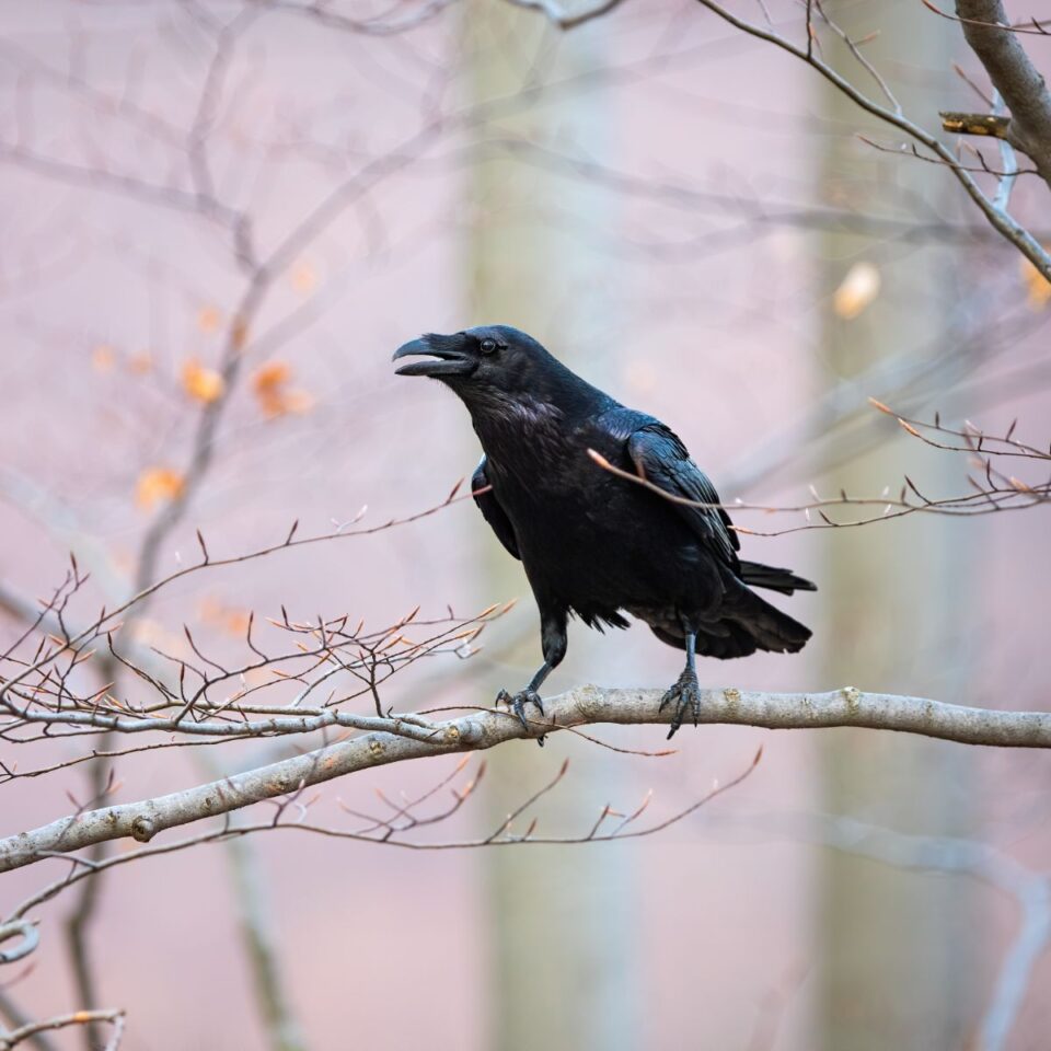 Single Black Crow - Meaning And Symbolism - Insight state