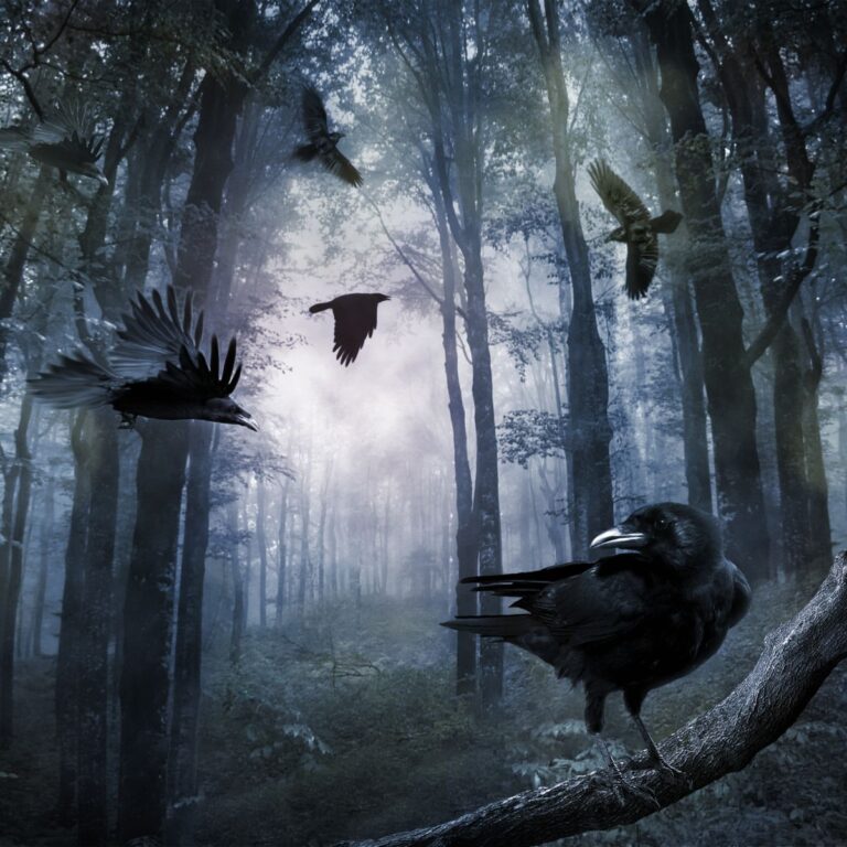 Single Black Crow - Meaning And Symbolism - Insight state