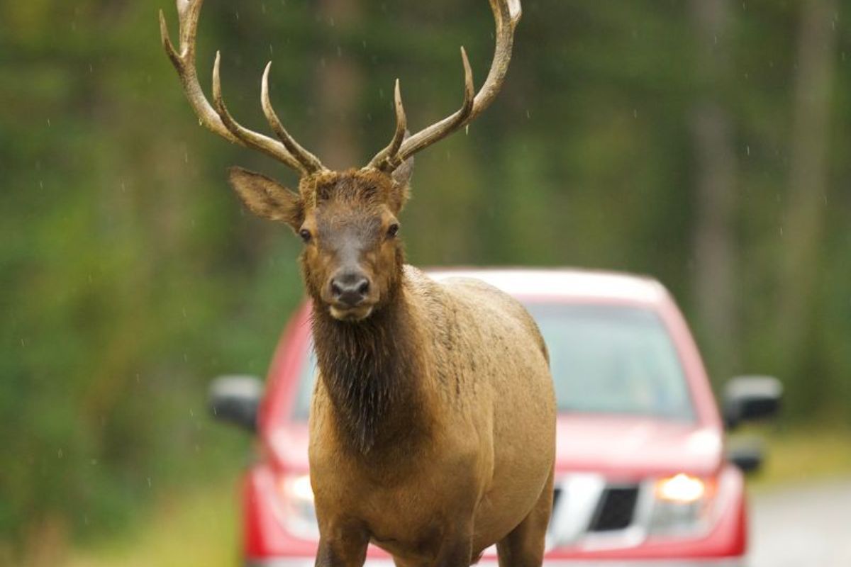 Spiritual Meaning Of A Deer In Your Path - Insight state