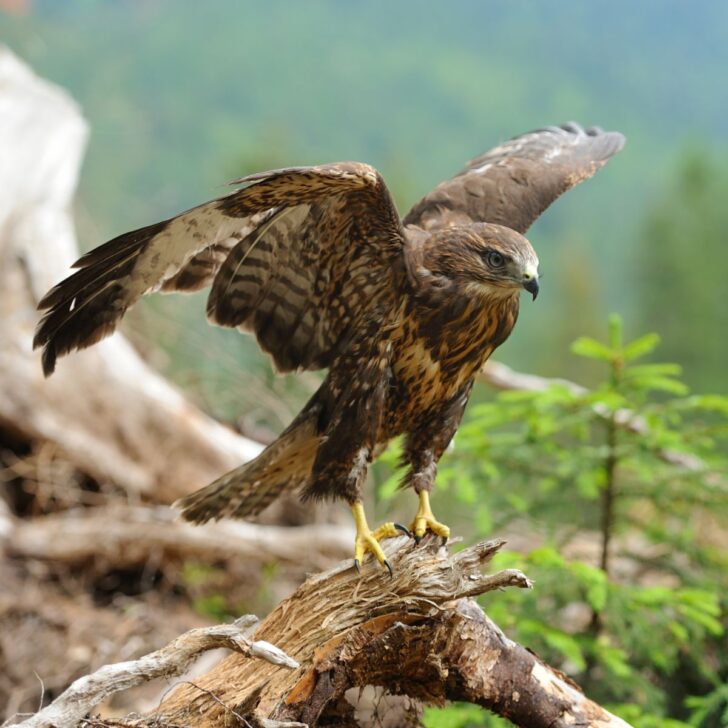 The Spiritual Meaning Of A Hawk Flying Over You - Insight state