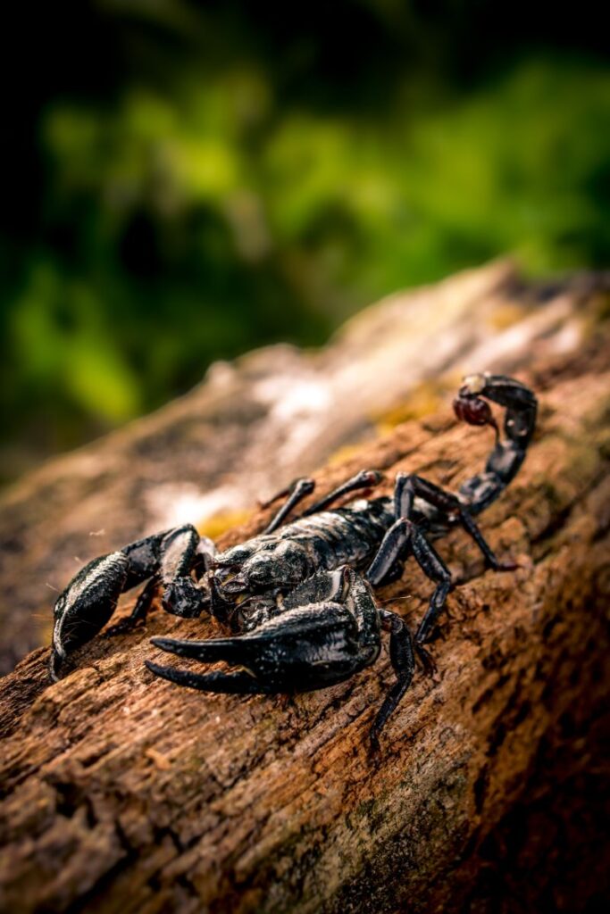 Spiritual Meaning Of Scorpion In Dreams - Insight state