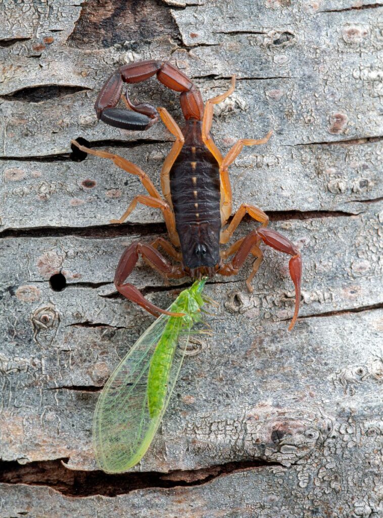 Spiritual Meaning Of Scorpion In Dreams - Insight state