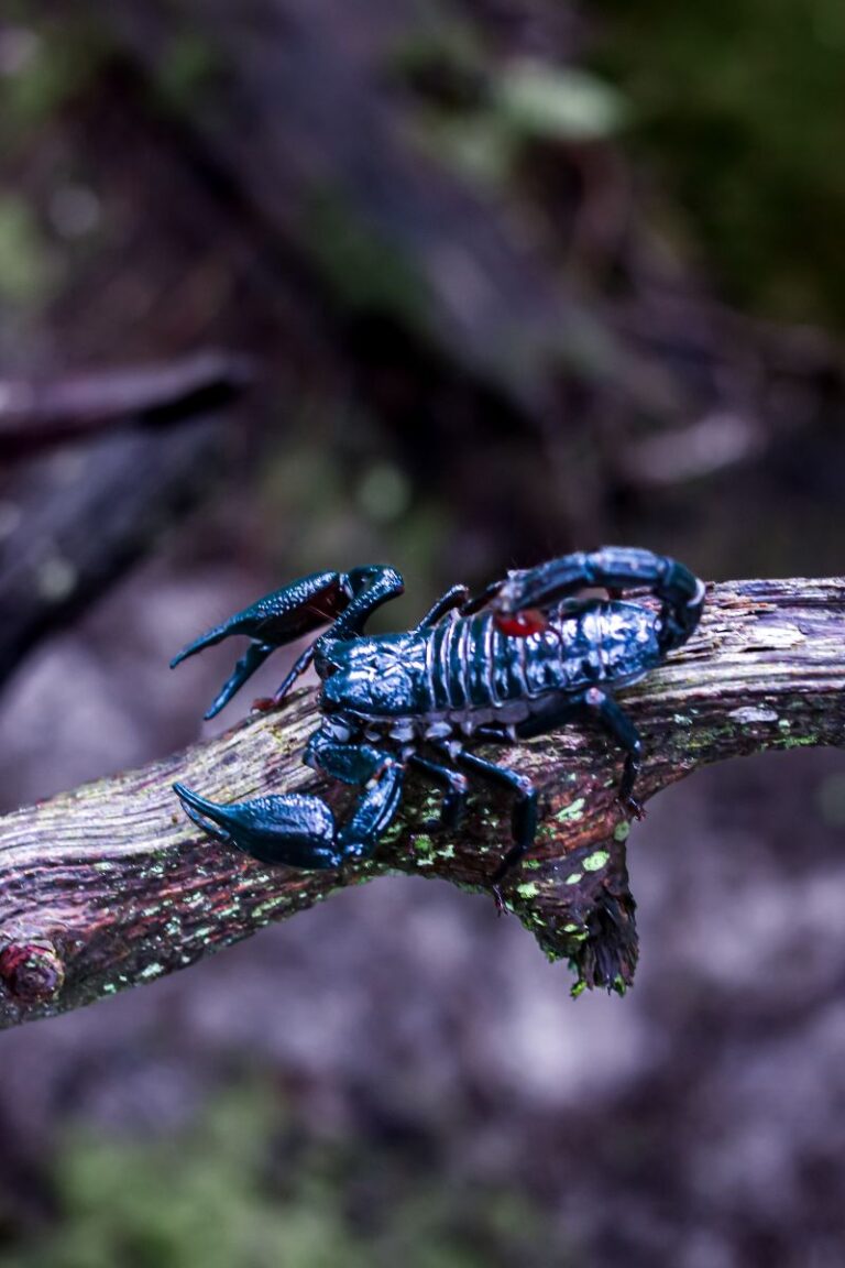 Spiritual Meaning Of Scorpion In Dreams - Insight state