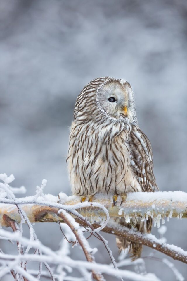 Spiritual Meaning Of Seeing An Owl During The Day - Insight state