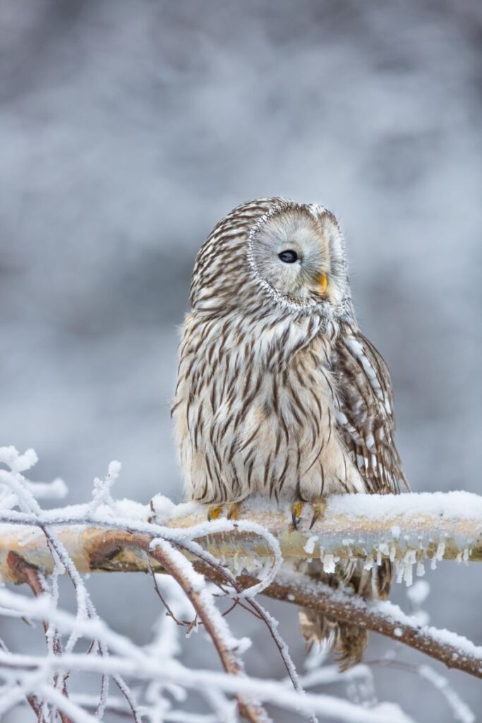 Spiritual Meaning Of Seeing An Owl During The Day - Insight state
