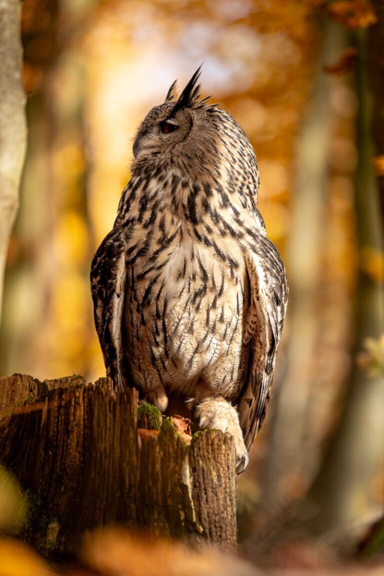 Spiritual Meaning Of Seeing An Owl During The Day - Insight state