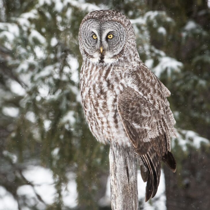 Spiritual Meaning Of Seeing An Owl During The Day - Insight state