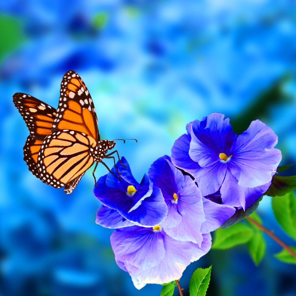 Spiritual Meaning of Monarch Butterfly Flying Around You - Insight state